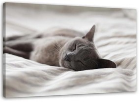 Gario Obraz na plátně Spící kočka Rozměry: 60 x 40 cm