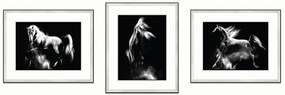 Elegantní triptych s lipicány do obývacího pokoje a pracovny - Série Lipicáni | Anna Borkowska