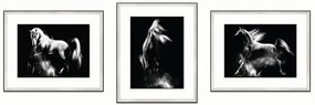 Elegantní triptych s lipicány do obývacího pokoje a pracovny - Série Lipicáni | Anna Borkowska