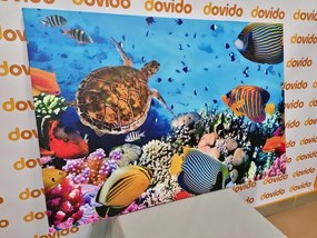 Obraz podmořský svět - 120x80 cm