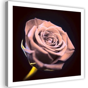 Obraz na plátně Růžová růže Květina Příroda - 30x30 cm