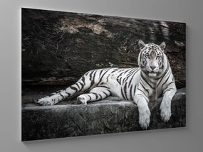 Liox Černobílý obraz tygr Rozměr: 120 x 80 cm