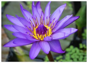 Skleněný obraz - Fialová květina (70x50 cm)