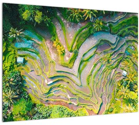 Skleněný obraz rýžových polí z ptačí perspektivy (70x50 cm)