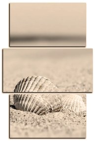 Obraz na plátně - Moře a mušle - obdélník 7126FC (120x80 cm)