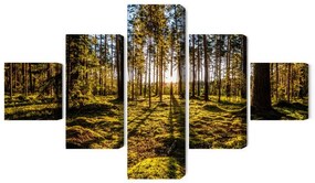 Vícedílný obraz Ranní Sluneční Paprsky V Lese Nedostatek Nedostatek Přírodní plátno 250x150