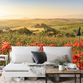 Fototapeta Poppy Field Strukturální vinyl 520x318