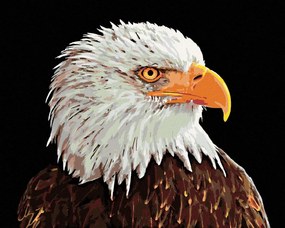 zuty malování podle čísel - orel bělohlavý, 50x40 cm, bez rámu a bez vypnutí plátna