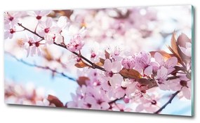 Wallmuralia Fotoobraz na skle Květy višně 100x50
