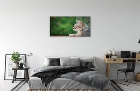 Obraz na skle vypadající kočka 120x60 cm