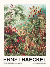 Obrazová reprodukce Muscinae–Laubmoose / Rainforest Plants (Vintage Academia) - Ernst Haeckel, (30 x 40 cm)