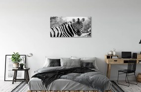Obrazy na plátně retro zebra 120x60 cm