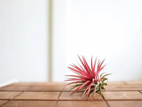Tillandsia ionantha red