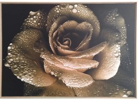 Bondecor Obraz na plátně v rámu černobílý "Rosa na květu růže" 84x59cm Barva: Černý rám