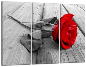 Obraz na plátně Rudá růže 1113BX