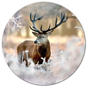 Kulatý obraz Král lesa - fotografie jelena na pozadí zimního lesa po ránu
