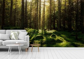 Malvis ® Tapeta Kouzelný les Vel. (šířka x výška): 360 x 260 cm