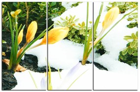 Obraz na plátně - Časné jarní květiny 1242B (90x60 cm  )