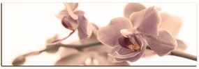 Obraz na plátně - Orchidej květ izolována na bílém pozadí - panoráma 5222FA (120x45 cm)