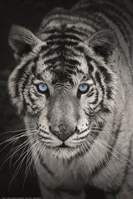 Postershop Plagát: Biely tiger (čiernobiely)