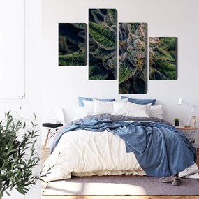 Vícedílný obraz Rostlina Konopí Zblízka Nedostatek Nedostatek Přírodní plátno 240x150
