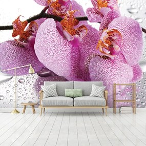 Fototapeta - Orchidej (152,5x104 cm)