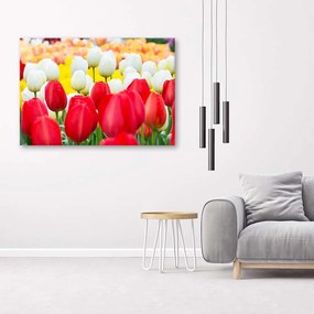 Gario Obraz na plátně Pestrobarevné tulipány Rozměry: 60 x 40 cm
