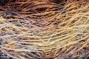 DIMEX | Samolepicí vliesová fototapeta na zeď Abstrakt seno I. MA-5-0381 | 375 x 250 cm | vícebarevná, béžová, hnědá