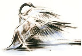 Obraz na plátně Labuť, Vodní Série