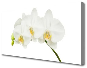 Obraz na plátně Orchidej Výhonky Květiny Příroda 125x50 cm