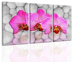 Obraz orchideje na kamenech