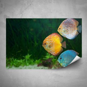 Plakát - Barevné rybky (60x40 cm) - PopyDesign