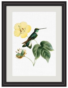 Obrázek kolibřík klínozobý A5 (148 x 210 mm): A5