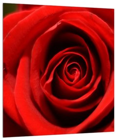 Detailní obraz květu růže (30x30 cm)