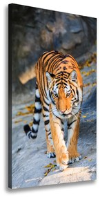 Wallmuralia Vertikální Moderní fotoobraz canvas na rámu Tygr 50x100