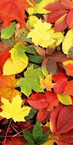 Dvoudílná vliesová fototapeta Podzimní listí, rozměr 150x250cm, MS-2-0115
