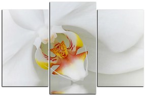 Obraz na plátně - Detailní záběr bílé orchideje 1223C (150x100 cm)
