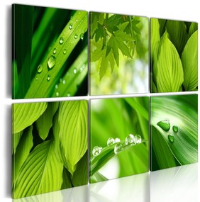 Obraz - Čerstvé zelené listy