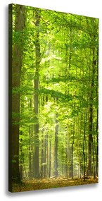 Wallmuralia Vertikální Vertikální Foto obraz na plátně do obýváku Bukový les 50x100