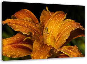 Obraz na plátně Lilie Květina Zlatá příroda - 100x70 cm