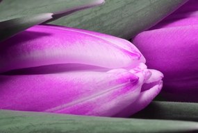 Malvis ® Obraz na plátně Fialové tulipány Velikost (šířka x výška): 150x100 cm