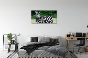 Obrazy na plátně Zebra box 125x50 cm