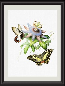 Obrázek motýl žluťásek A5 (148 x 210 mm): 148 x 210 mm