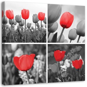 Gario Obraz na plátně Sada červených tulipánů v šedé barvě Rozměry: 30 x 30 cm