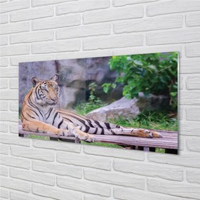 akrylový obraz Tiger v zoo 100x50 cm