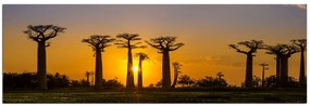 Obraz na plátně - Baobaby při západu slunce - panoráma 505A (120x45 cm)