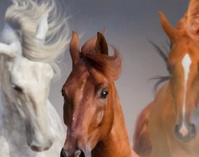 Malvis ® Vícedílný obraz Krása koní Velikost: 120x70 cm
