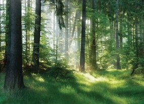 Malvis Tapeta Lesní pohoda Vel. (šířka x výška): 432 x 290 cm