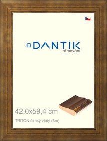 DANTIK rámeček 42x59,4 | TRITON široký zlatý (Plexi Čiré)