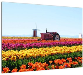 Skleněný obraz tulipánové farmy (70x50 cm)
